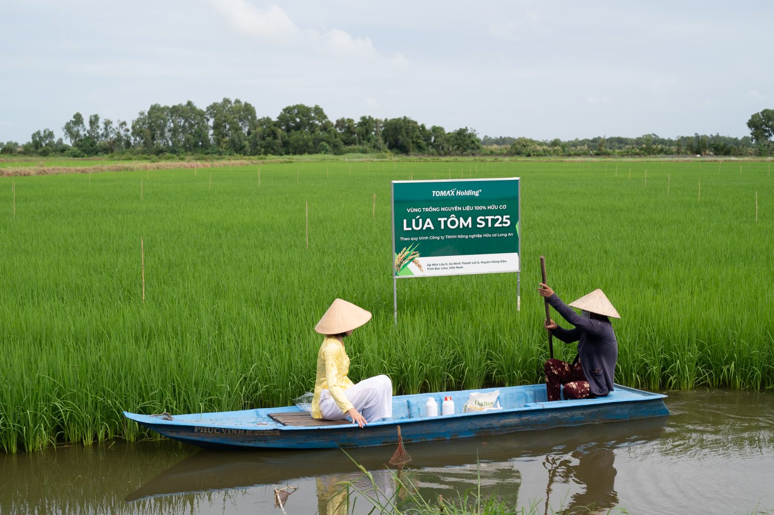 Quy trình trồng gạo ST25 lúa tôm - Welcome to Tomax Holding