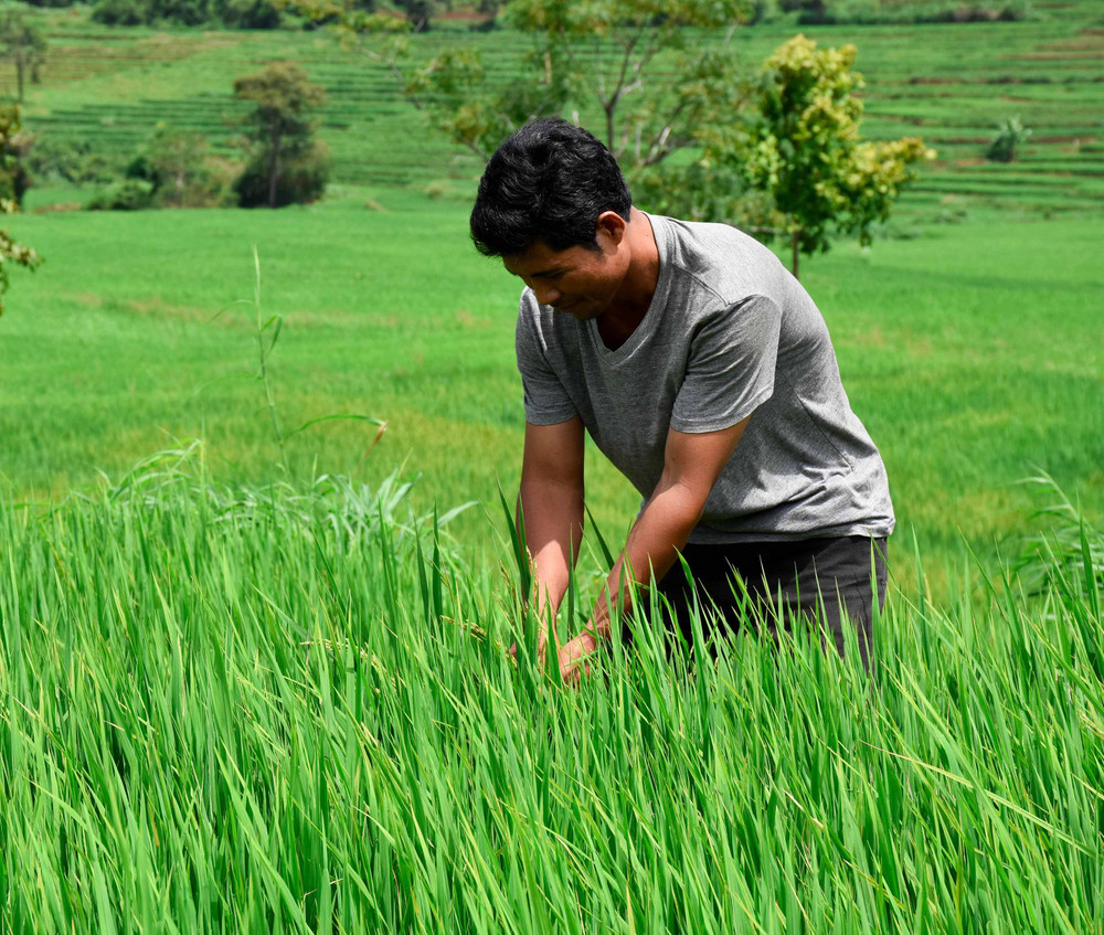 Nhật ký đồng ruộng – Đánh thức đất Bazan dậy sau giấc ngủ - Welcome to ...